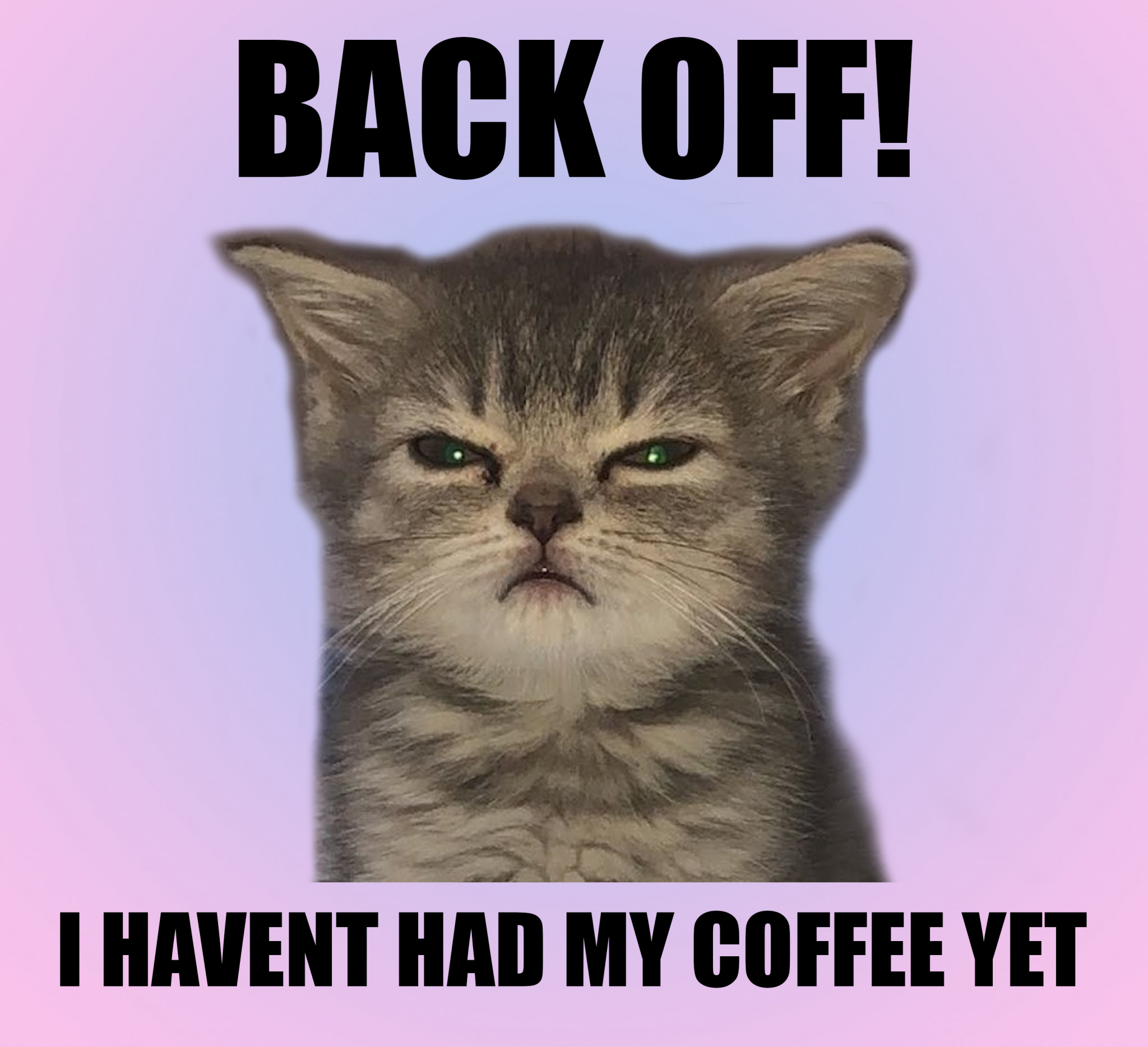 Cat Meme 101 Humor Sticker - Pro Sport Stickers